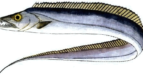 Amilton e Diego - Dicas De Pesca: Espada / Largehead Hairtail ...