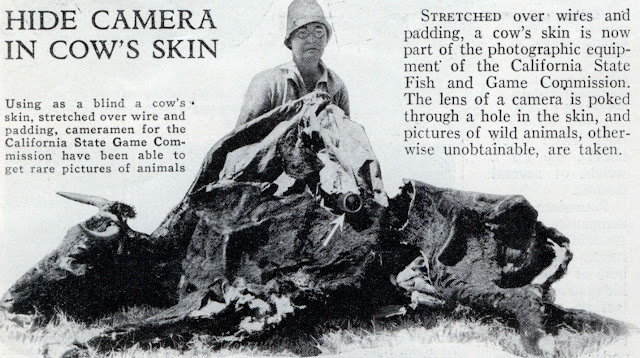 Cowhide Rugs Blog – Some uses for a dead cow which isn’t a cow hide rug