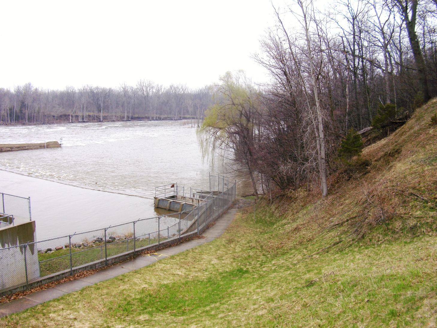 Michigan Steelhead Report: Webber Dam