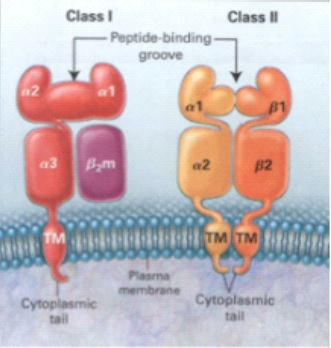 Microglobulina-2 Beta; Timotaxina