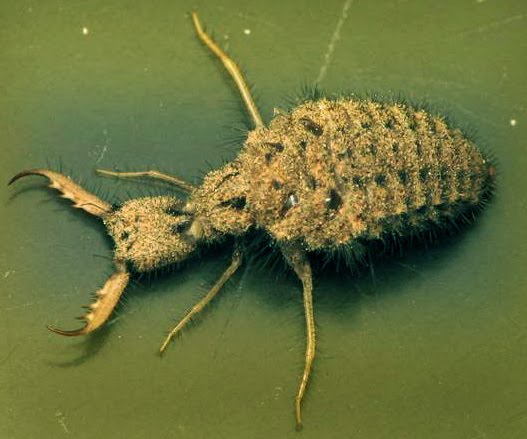 Living with Nature - School on Blog by Dr. Abercio V. Rotor: How do you ...