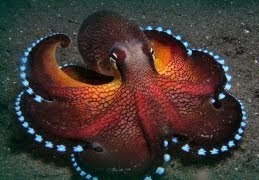 AkN Science: SPECIES OF THE MONTH: JANUARY 2016