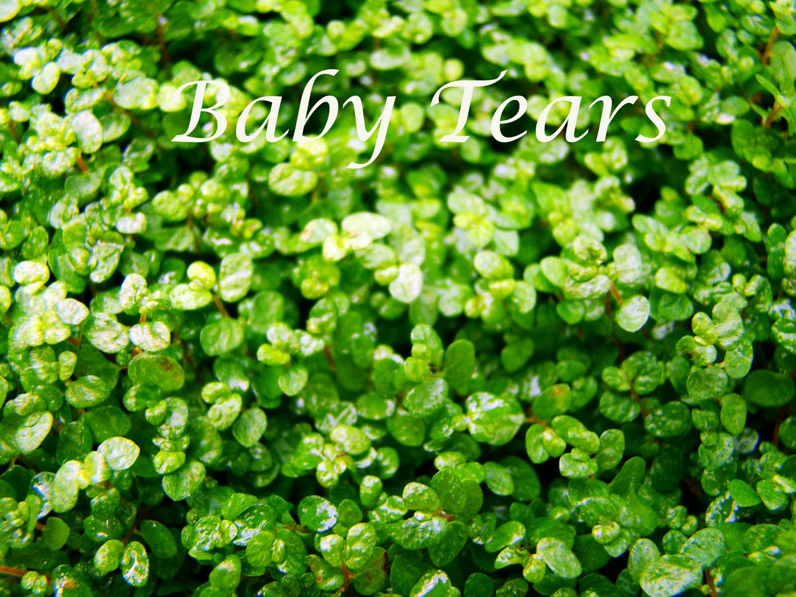 Foley's Follies: Baby Tears...