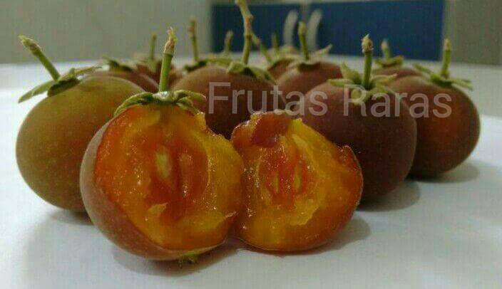 Dovyalis abyssinica X Dovyalis hebecarpa - Groselha-híbrida, Abricó-da ...