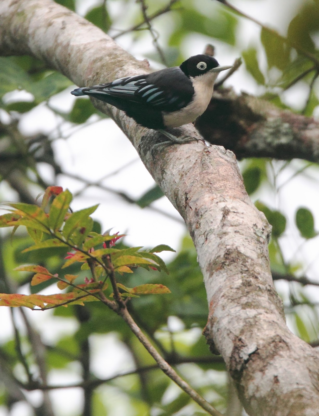 Mike is the name Birding is the game ( Birding in Malaysia - Malaysian ...