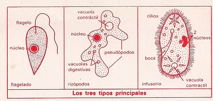 El gran fichero del mundo animal: 1. Protozoos