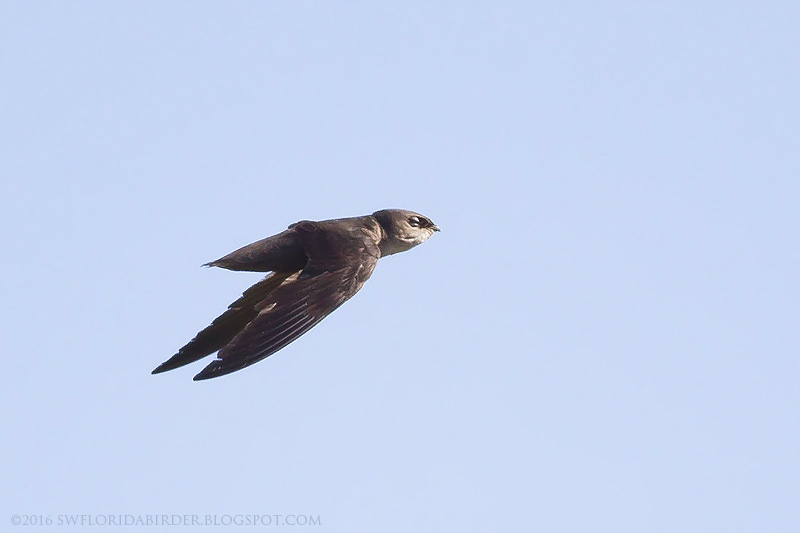 Summer Florida Birding Beach Tour: Part I | Focusing on Wildlife