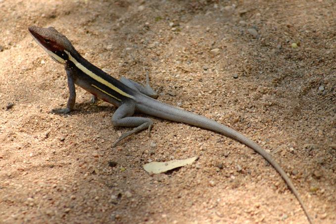 RoundUs: Long Tailed Lizard as Gorgeous and Charming Pets