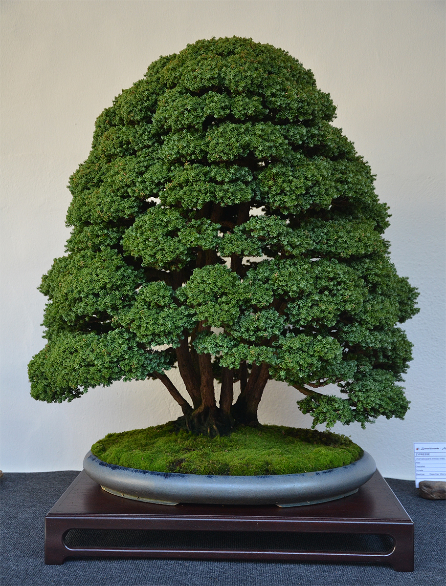 Bonsai - Living Art: October 2011