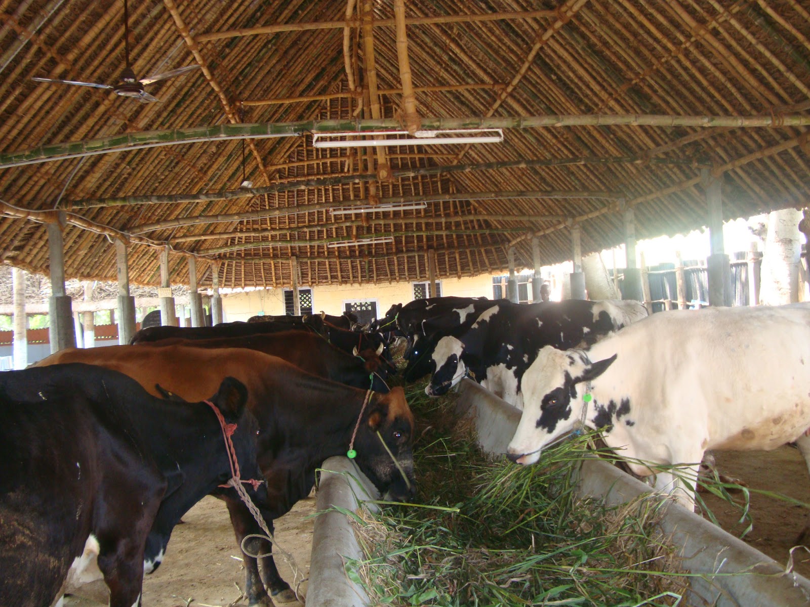 NGO News blog, NewsLine: OFI-Volunteers Cow Project: cows rearing and ...