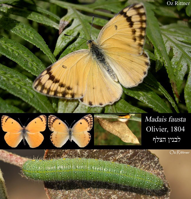 الدليل المصور لفراشات المملكة العربية السعودية The Illustrated Guide ...