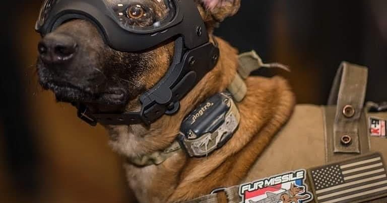 Terrierman's Daily Dose: Tactical Doggos