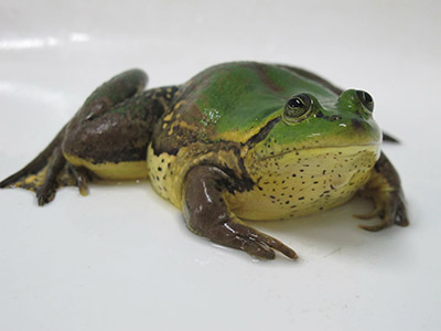 The Herpetology of Trinidad and Tobago: Paradox Frog, Pseudis paradoxus ...