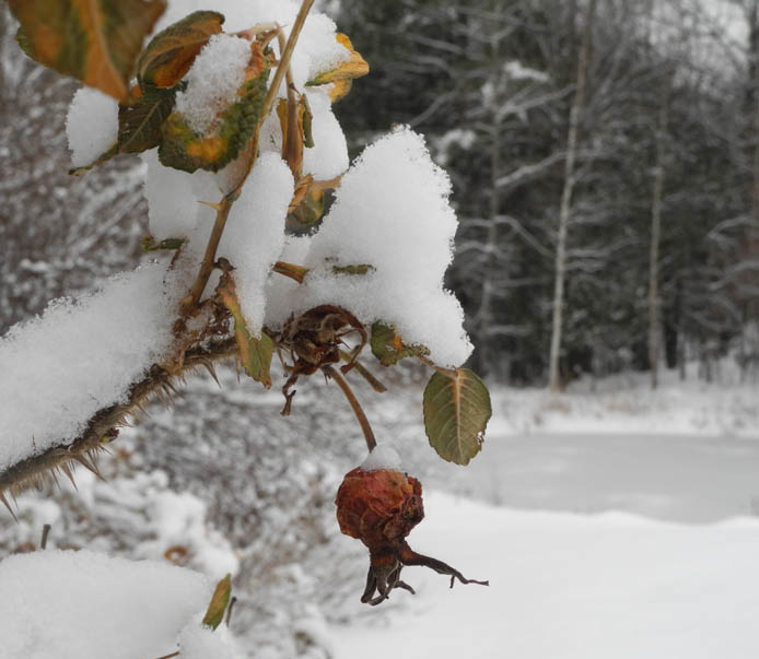 Studio and Garden: A Thanksgiving Snow