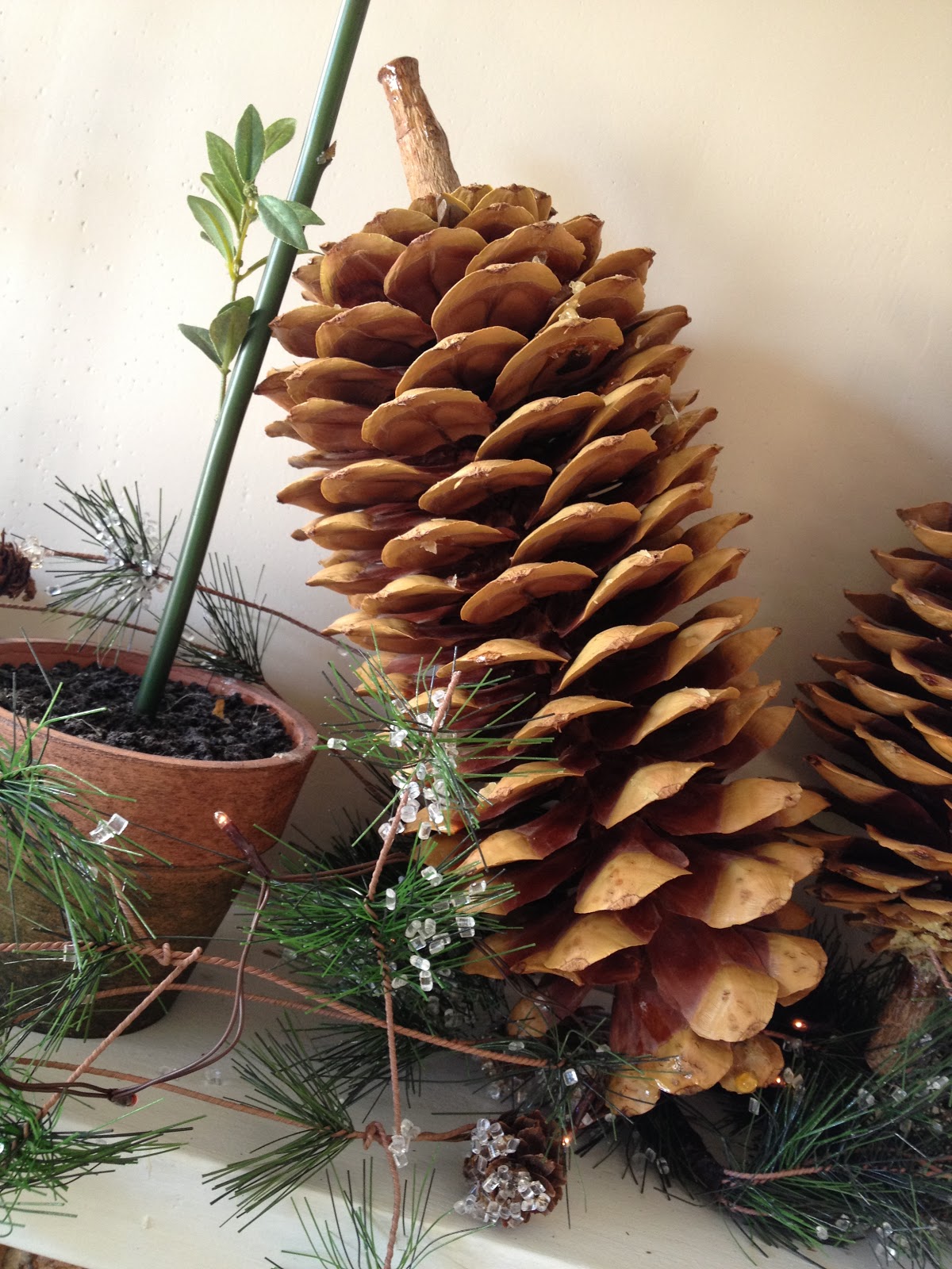 TUESDAYS WITH DORIE: Sugar Pine Cones.... :)