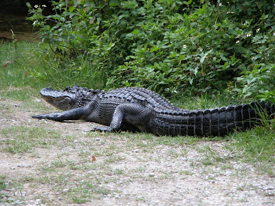 The American Alligator | Few Facts & Photographs | The Wildlife