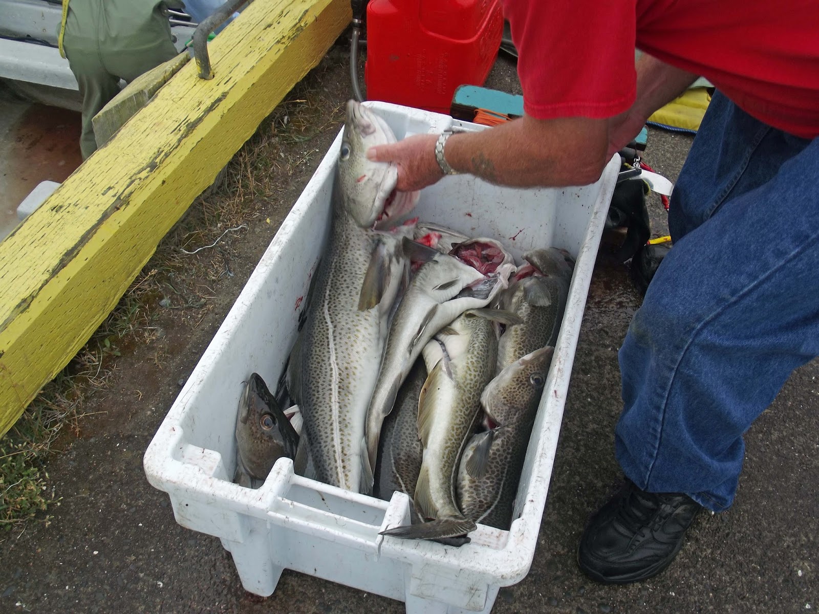 GASPE/ATLANTIC PROVINCES 2013: Day 35 - Bona Vista, Newfoundland