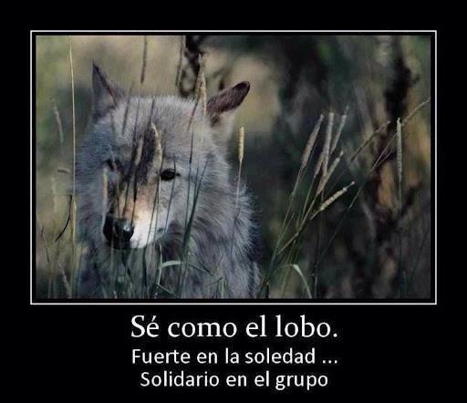 El águila: El lobo