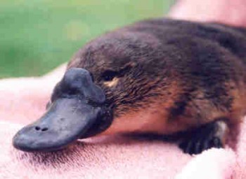 NOS PETITS FRERES LES ANIMAUX: Les Ornithorynques