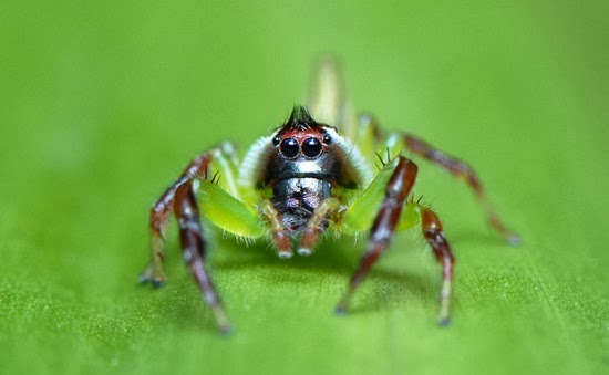 Top 20: As aranhas mais estranhas e bonitas do mundo ~ Biólogo Esperto
