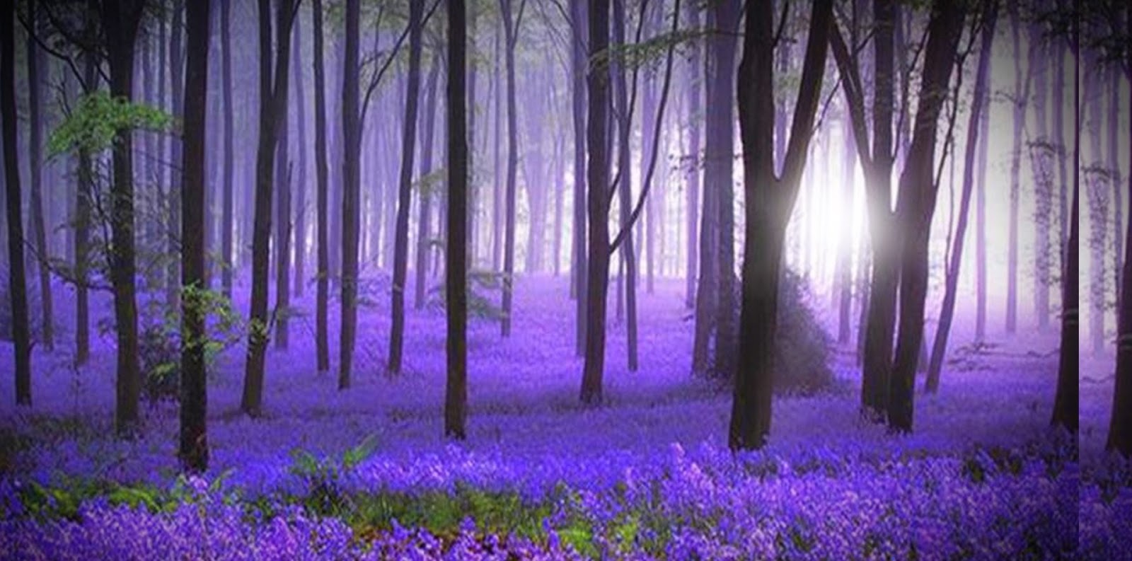 My life My thoughts .. : The blue bells forest in Halle, Belgium.