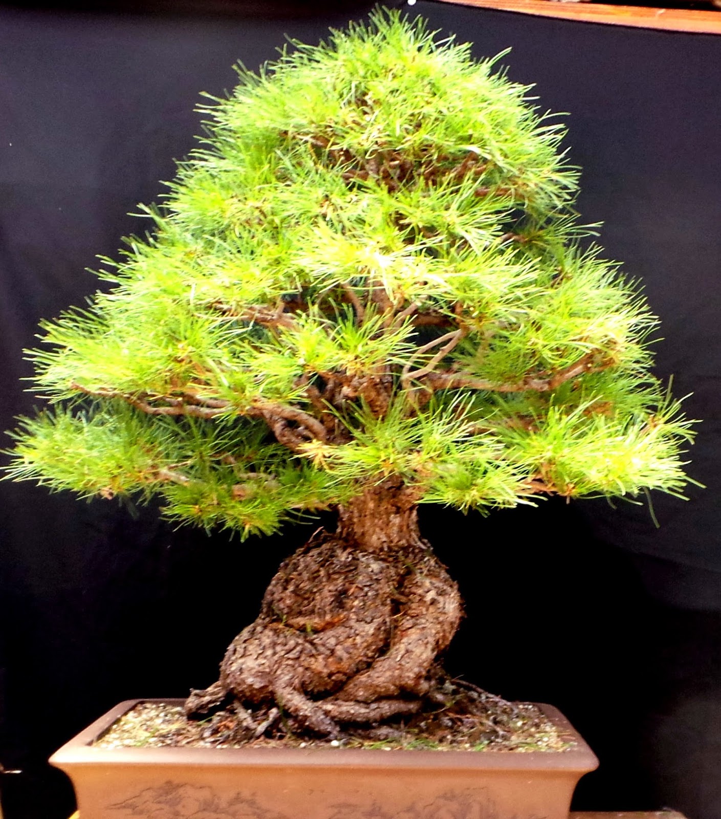 Trees Planet: Pinus radiata – Monterey Pine