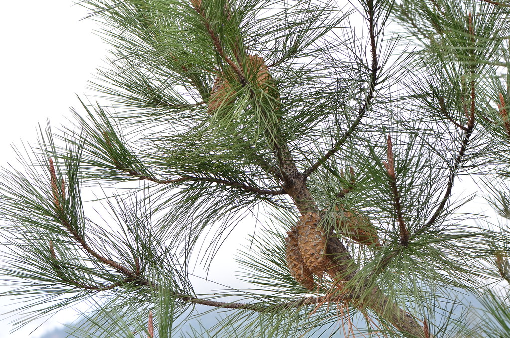 Pinus attenuata - Knobcone pine care and cultivation | Travaldo's blog
