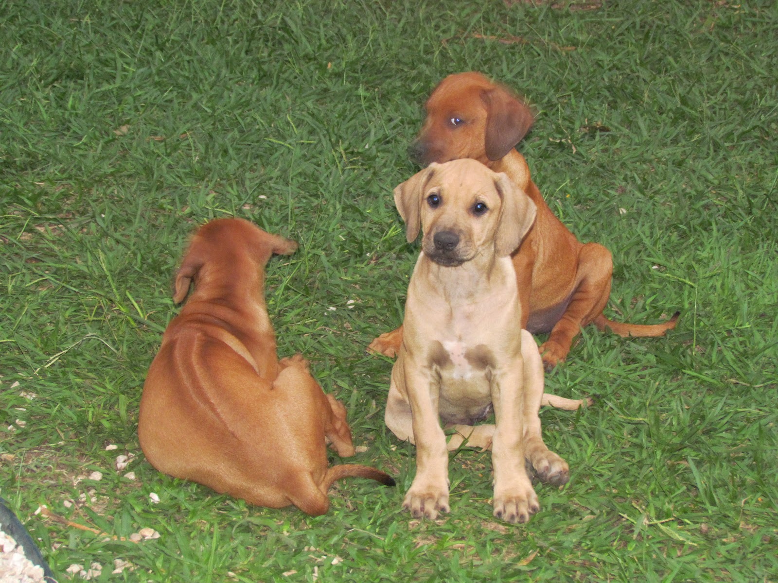 Canil Mandiba - Rhodesian Ridgeback: RODESIANO DE CRISTA DORSAL ou LEÃO ...