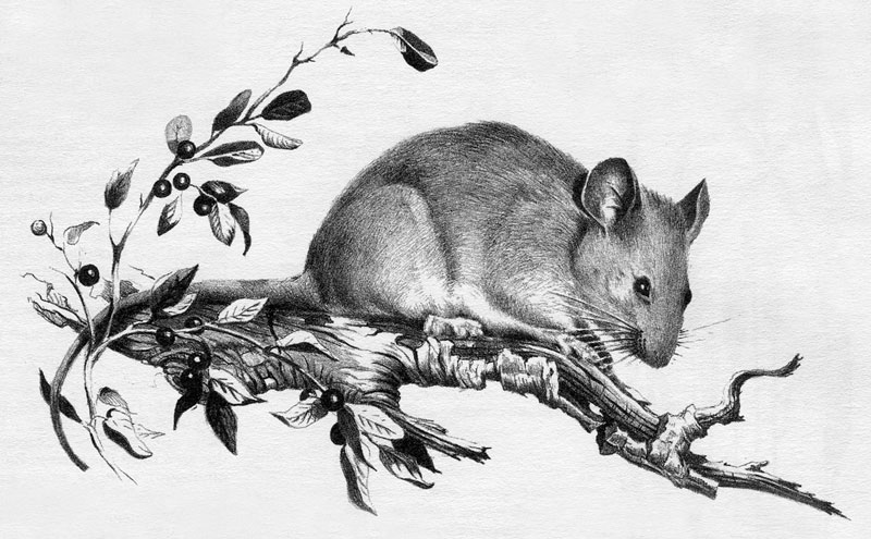 Carmel River: Neotoma fuscipes luciana