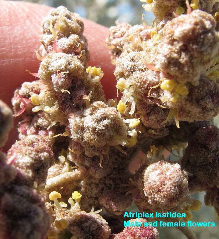 Esperance Wildflowers: Atriplex isatidea - Coast Saltbush