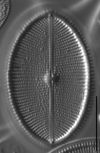 Diatom of the month – April 2016: Cocconeis placentula