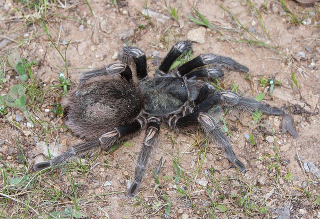 Tarántulas Chilenas : Euathlus sp 4 (hermosa)