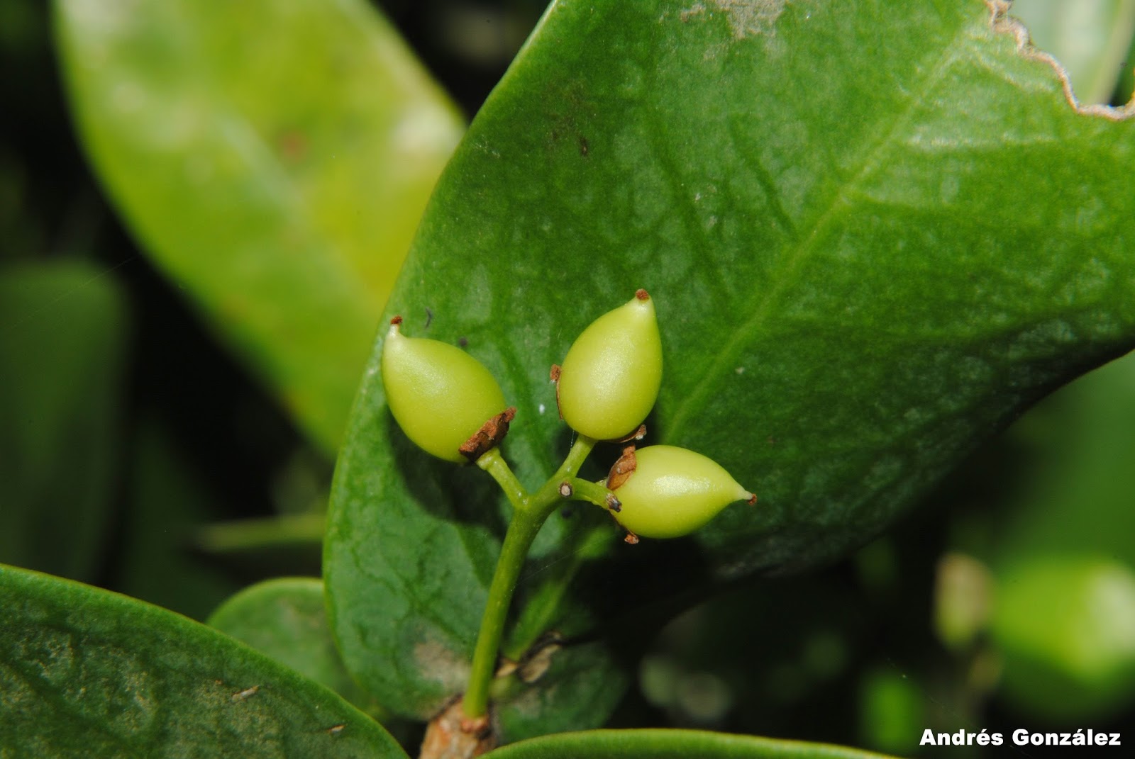 FOTOS DE FLORA NATIVA Y ADVENTICIAS DE URUGUAY : Daphnopsis racemosa ...