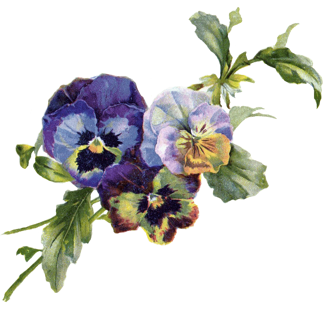 Leaping Frog Designs: Pansy Bouquet Free PNG Image