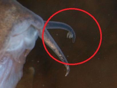 Melanders Aquarium: Corydoras panda, flukes/flatworms