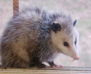 Interesting Possum Pictures and Facts | Animal Wildlife
