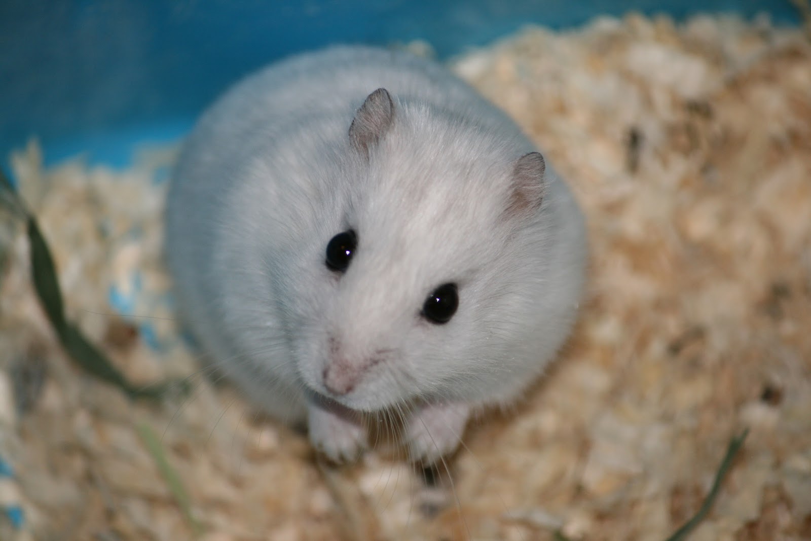 Little White Hamster - Computer Screen Saver. PC Desktop Wallpaper.