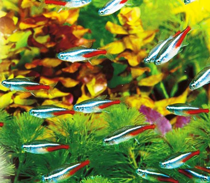 Fish species n.4 - Neon tetras (Paracheirodon innesi) - Feast Your Eyes