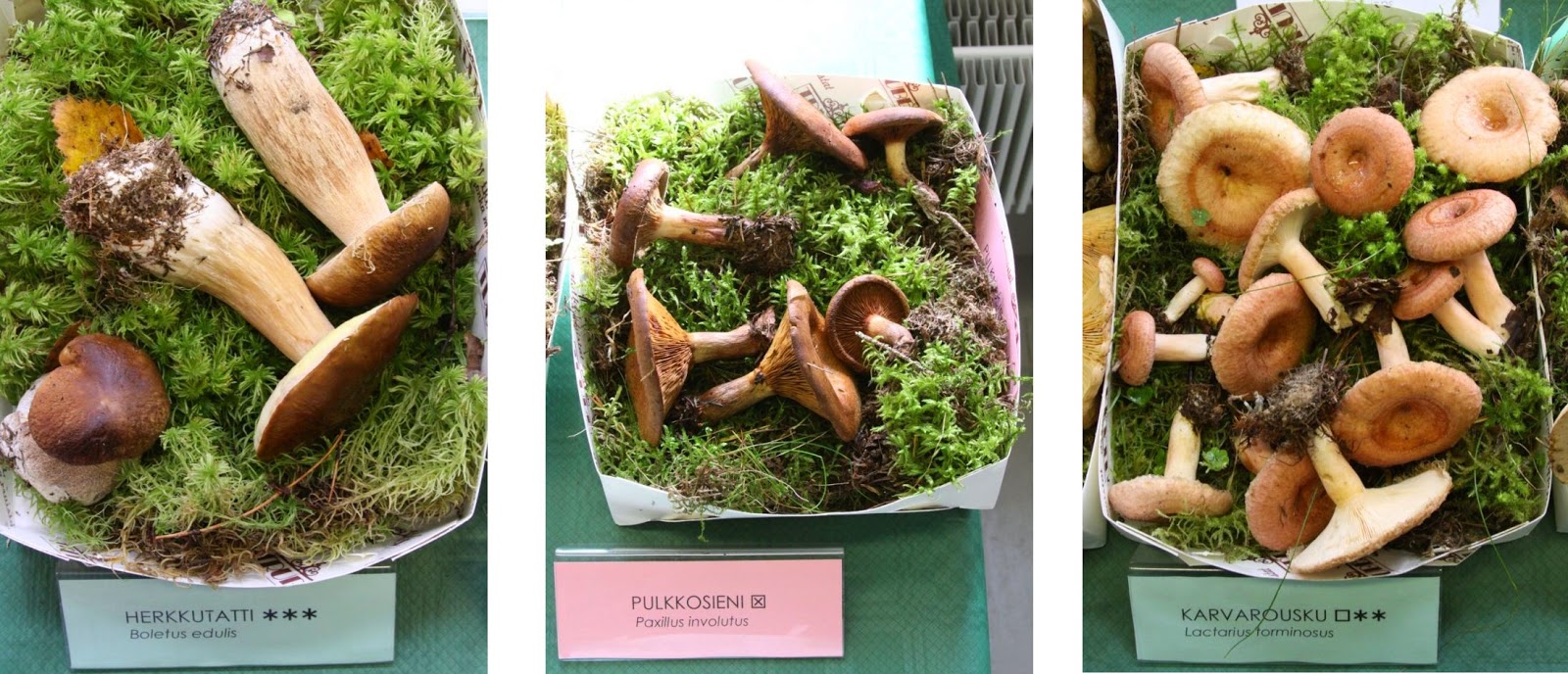 Kuopion luonnontieteellisen museon blogi: Voiko sienen tunnistaa kuvasta?