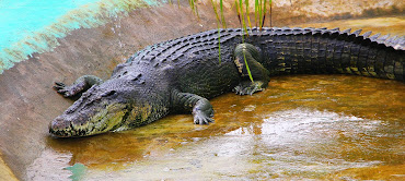 Lolong The World's Biggest Crocodile Captured