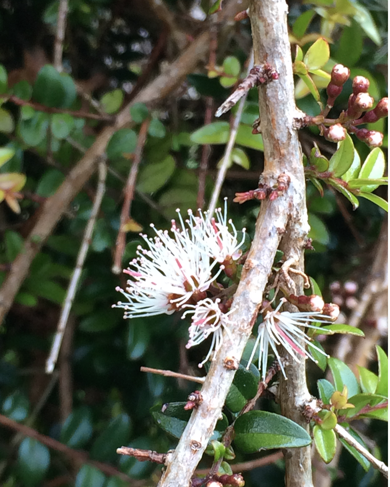 Explore and Discover Nature: Return to Rakiura - Stewart Island