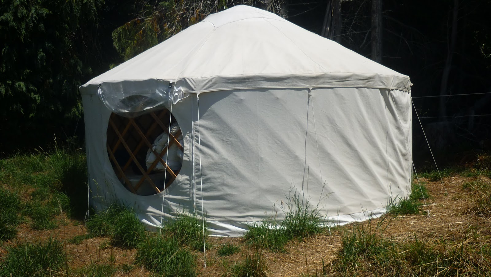 New-Zealand Adventure: Tondre des lamas à Cissy bay