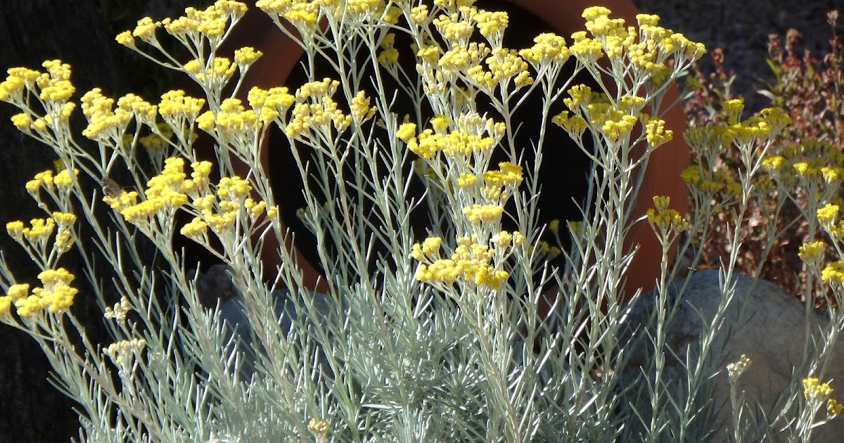 Helichrysum stoechas (Siempreviva del monte, Curry etc).