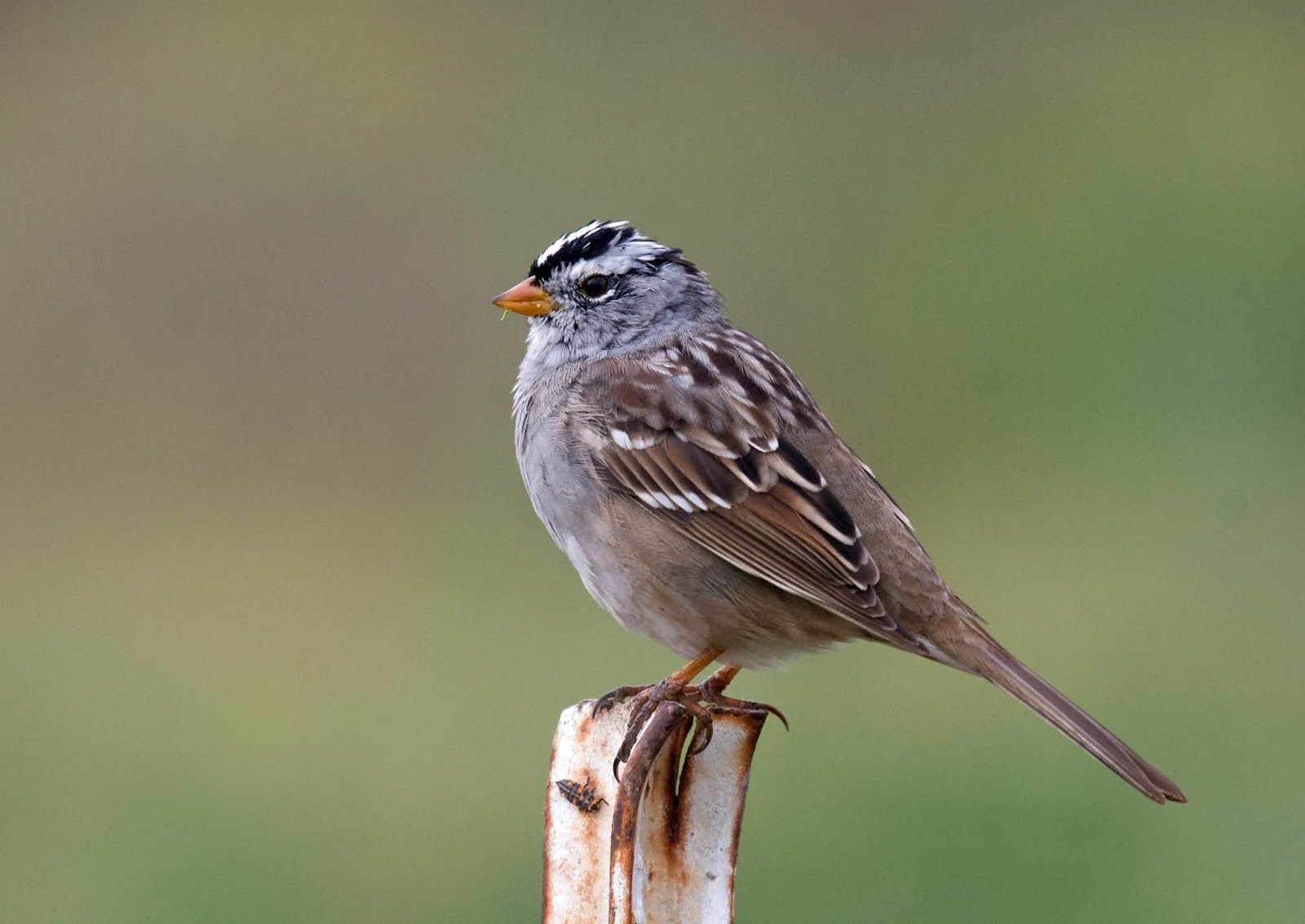 White-crowned Sparrow in Poway - Greg in San Diego
