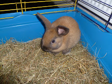 DINOFORCE: New Doctor Who