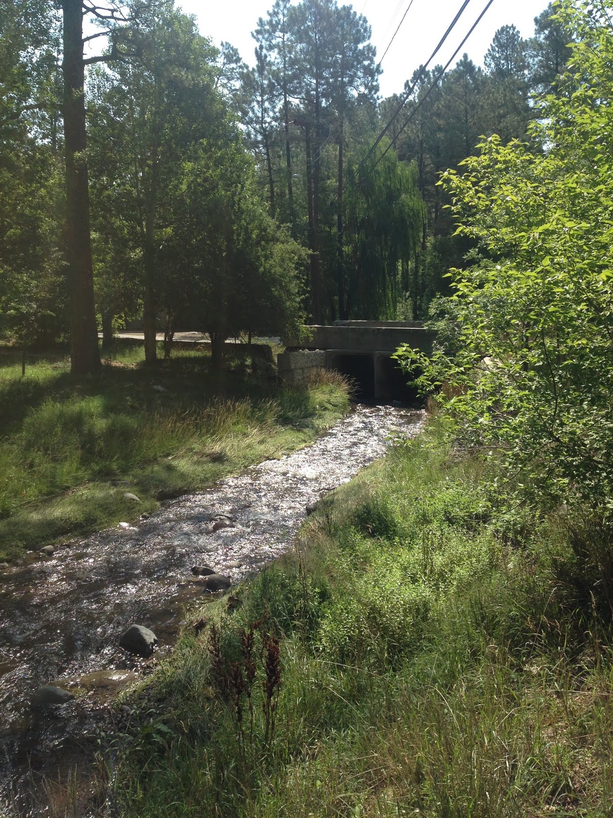 Southern New Mexico Explorer: Rio Ruidoso- Upper Canyon