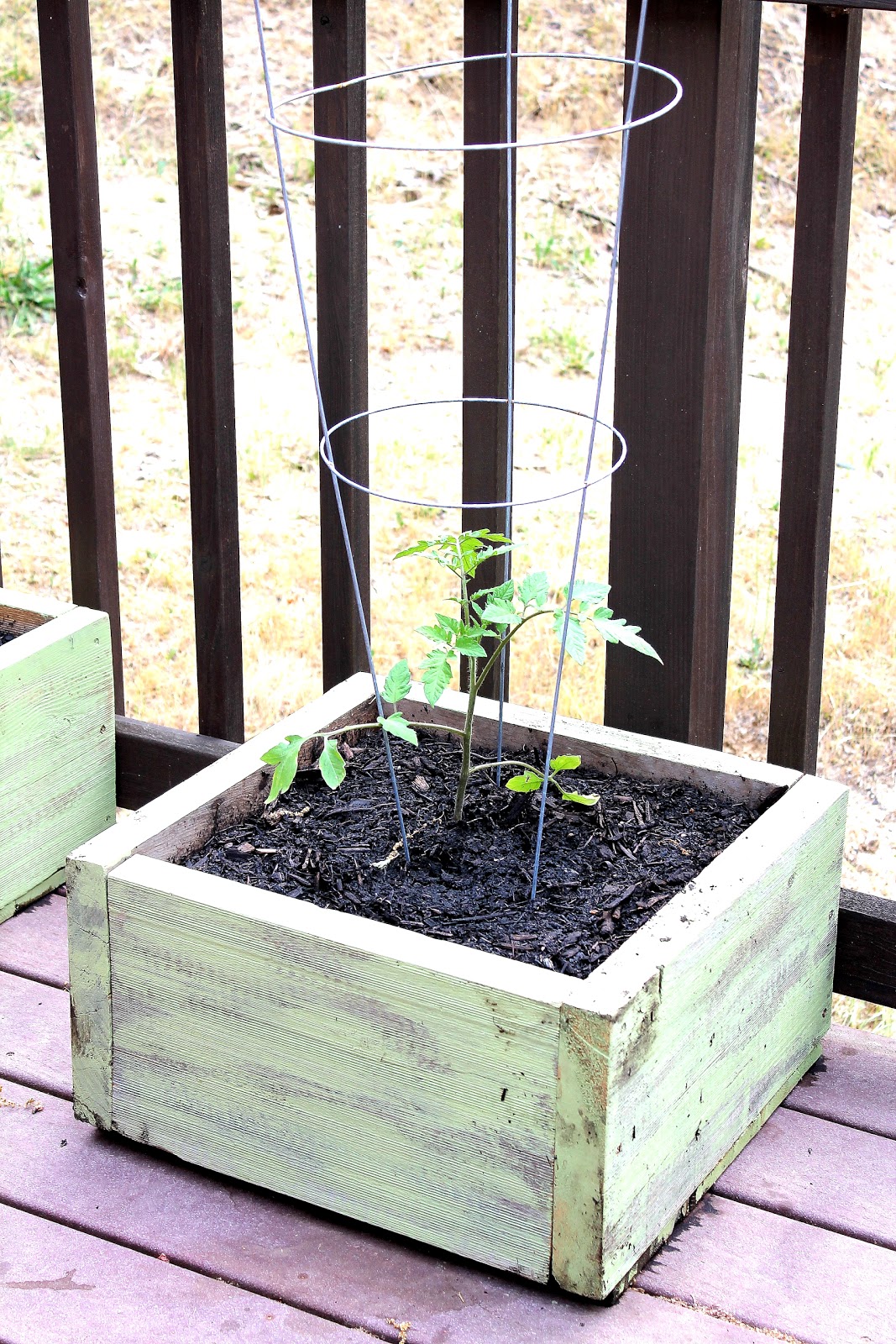The Little Things: Tomato Plant Debacle