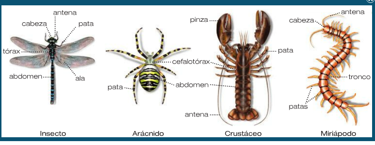 CEIP San Juan 6º Primaria: Dibujos artrópodos