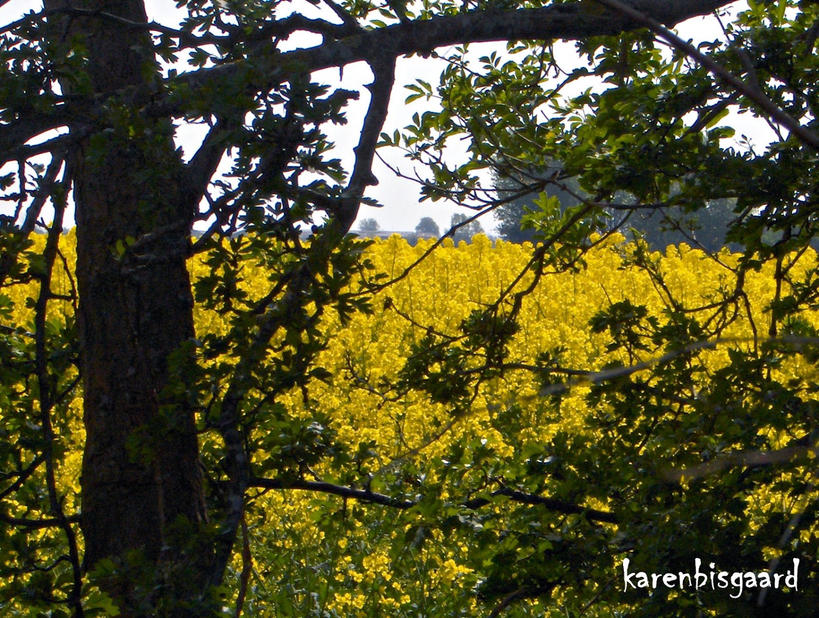Karen`s Nature Photography: Visible Yellow Rape Field Between Tree ...