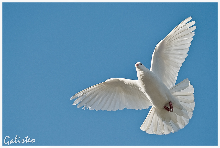 IMÁGENES Y FOTOS DE ANIMALES: Paloma